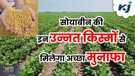 सोयाबीन की ये उन्नत किस्में किसानों की बढ़ाएंगी आय मिलेगी 40 क्विटंल हेक्टेयर उपज Top 4