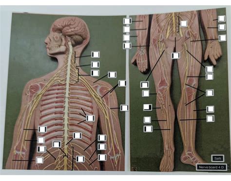 7 Labeling Spinalperipheral Nerves Quiz