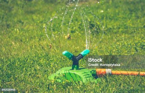 밝은 여름 정원입니다 정원 로타리 스프레이 물 스프레이 농업용 스프링클러에 대한 스톡 사진 및 기타 이미지 농업용 스프링클러 스프링클러 0명 Istock