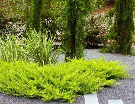 How To Prune Juniper Bushes To Keep Them Healthy And Looking Tidy