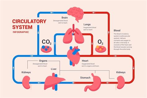 Premium Vector Linear Circulatory System Graphic