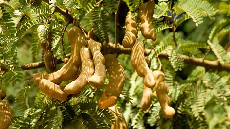 How To Grow Tamarind From Seed Expert Tips Homes And Gardens