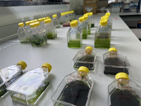 Microalgae Converts Co2 To Oxygen In Turkish Space Experiment Daily Sabah