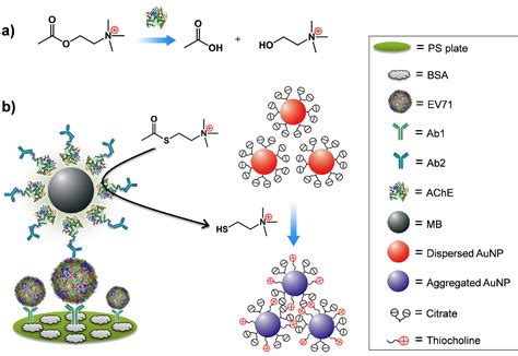 Figure 1 From Acetylcholinesterase Catalyzed Hydrolysis Allows