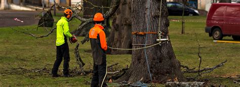 5 Useful Tips For Safe Tree Removal DreamWorks Tree Services