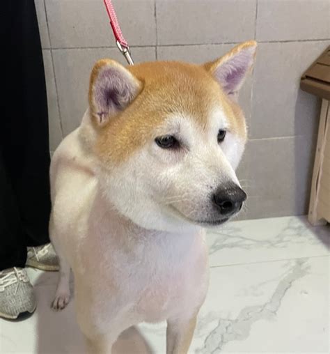 시바이누 달자 래브라도리트리버입양 닥스훈트입양 도베르만입양 말티치입양 말티폼입양 빠삐용입양 사모예드입양 스피츠입양 시바견입양 시베리안허스키입양 시츄입양 요크셔테리어입양