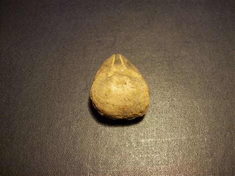 Distinctive Permian Brachiopod From Arctic Canada General Fossil Discussion The Fossil Forum