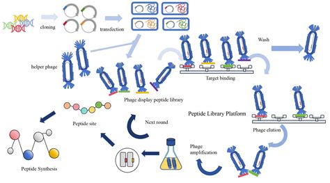 Peptide Library Platform Kmd Bioscience Nanobody Discovery Platform