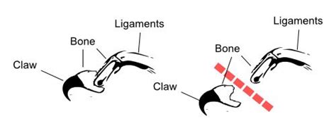 Should I Declaw My Cat Healthy Cat Guide