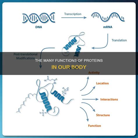The Many Functions Of Proteins In Our Body Medshun