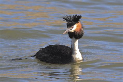 Puteketeke Australasian Crested Grebe Podiceps Cristat Flickr