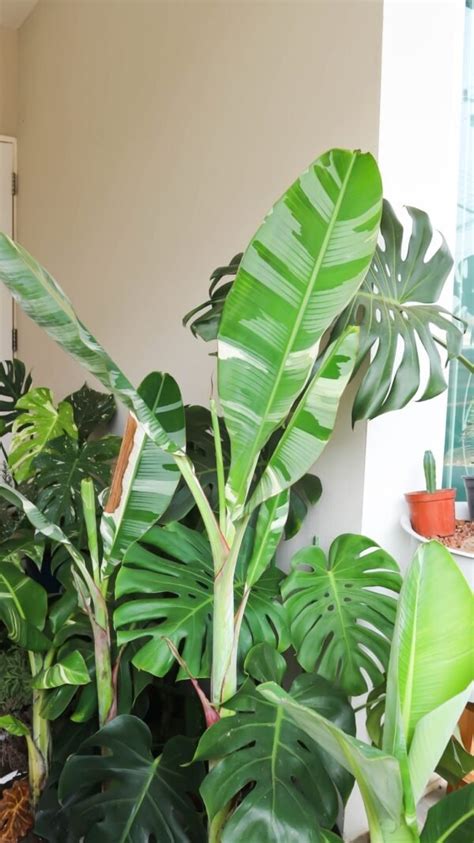 No Monkeying Around You Can Grow Your Own Variegated Banana Plant