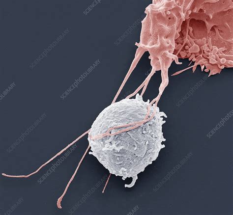 Antigen Presentation Sem Stock Image C0519720 Science Photo Library