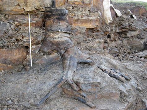 Wrexham Fossil Forest Designated As Site Of Special Scientific Interest Wrexham Fossil Forest Designated As Site Of Special Scientific Interest