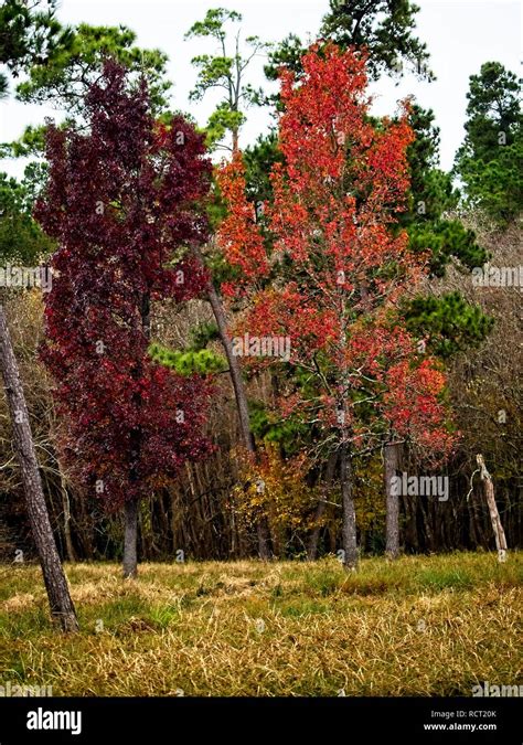 Orange Fall Trees Hi Res Stock Photography And Images Alamy
