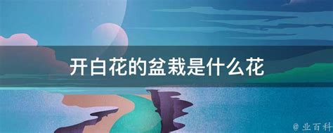 开白花的盆栽是什么花 业百科