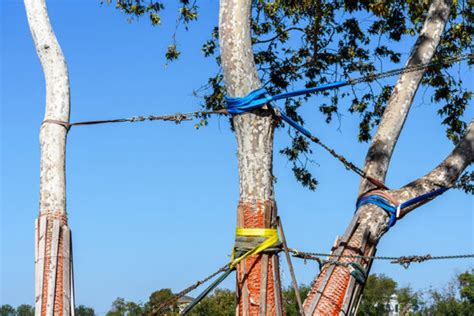 Is Tree Cabling Worth It Pros And Cons To Consider