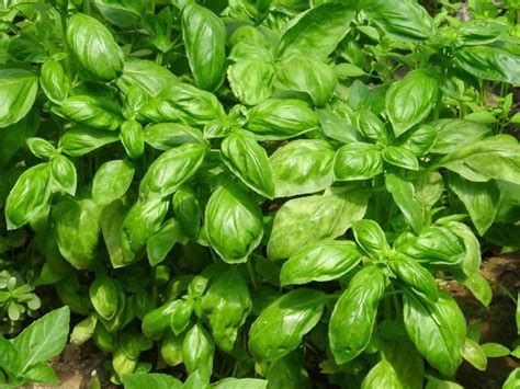 Does Basil Need Full Sun