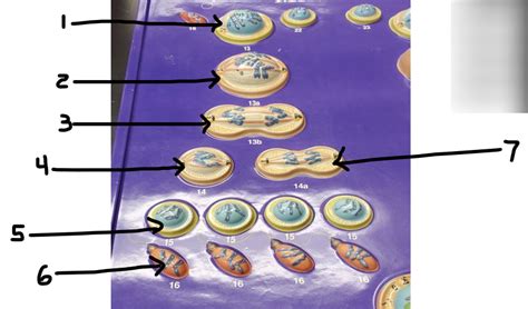 Gametogenesis And Development Structures 7 Diagram Quizlet