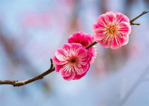 10 Places To See Plum Blossoms In Tokyo And Beyond And When To See Them