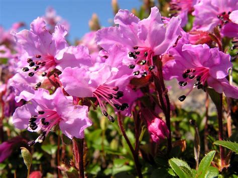 Rhododendron redowskianum - Изображение особи - Плантариум