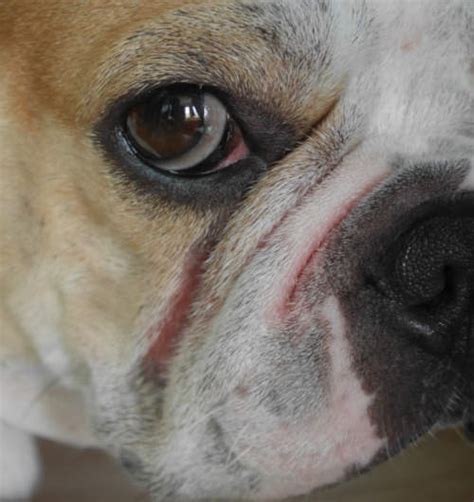 12 Pictures Of Dog Yeast Skin Infections Vet Advice