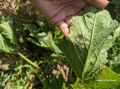 How To Control Squash Bugs In The Garden Feathers In The Woods