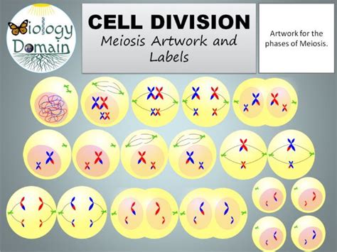 Types Of Cell Division Cell Division Biology Notes Meiosis