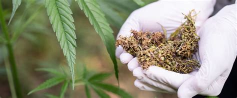 How Do I Get Medical Cannabis In The Uk
