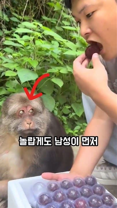 생일을 맞이한 원숭이를 위한 특별한 선물 Youtube