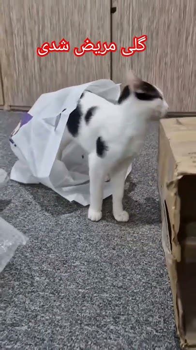 گلی رفته توکیسه تو کارتون هم میری Youtube