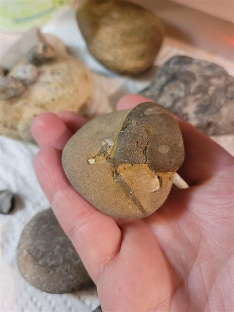 Devonian Fossil R Fossilhunting