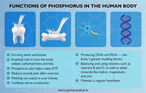 Functions Of Phosphorus In The Human Body Rinfographics