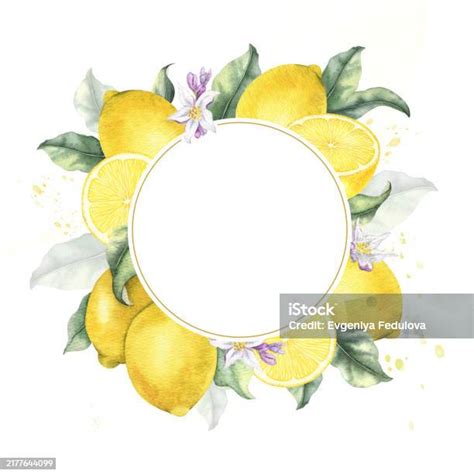 레몬 과일 꽃 잎 고립 된 손으로 그린 수채화 프레임 열 대 감귤류 과일의 화 환입니다 메뉴 패키지 화장품 섬유 카드 템플릿 감귤류 과일에 대한 스톡 벡터 아트 및 기타