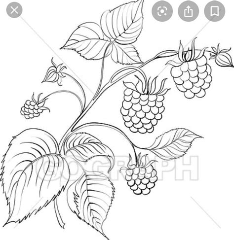 Raspberry Bush Plant Drawing Flower Drawing Drawings