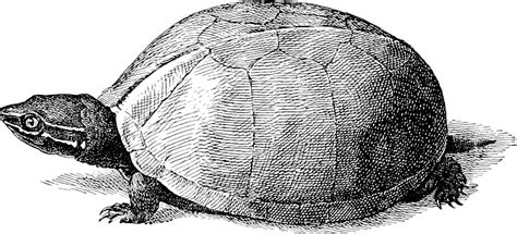 5146149 E621