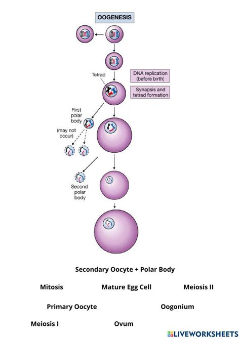 1667626 Gametogenesis Mizpah Gumaya Liveworksheets