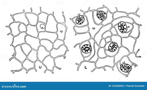 Stomata Opening And Closing Vector Illustration Labeled Educational Scheme
