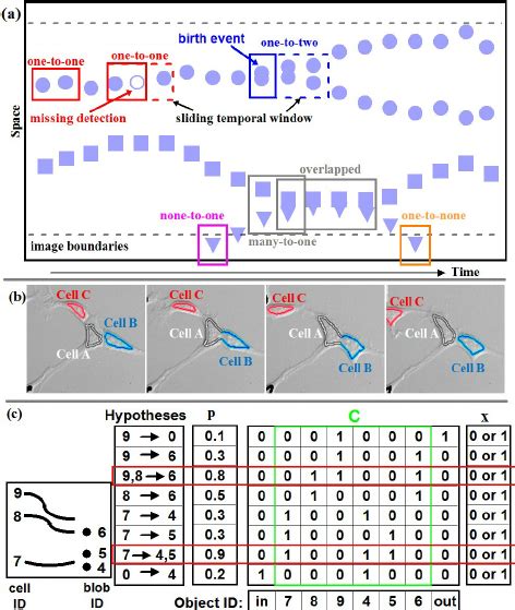 Tracking By Association A Cell Blob Hypotheses B Separate