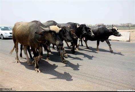 24 عکس از گاو و گاومیش لحظاتی زیبا از دنیای طبیعی