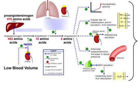 Exam 4 Lecture 52 Posttranslational Modification And Protein Targeting