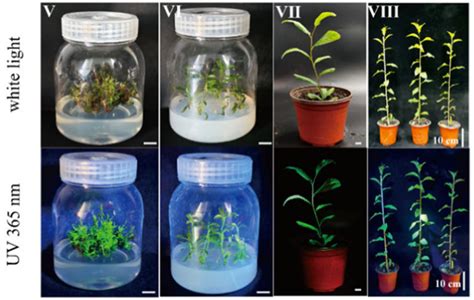 Reprogramming Trees Hairy Root Mediated Transformation Unlocks Genetic