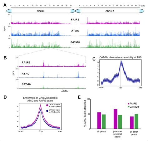 Validation Of Dam Chromatin Accessibility Profiling Compared To Atac Download Scientific