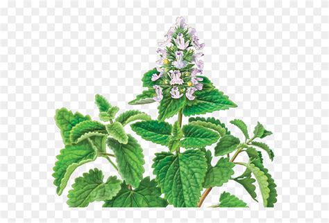 Catnip Drawing Oregano Plant Catnip Tea Hd Png Download 600x531