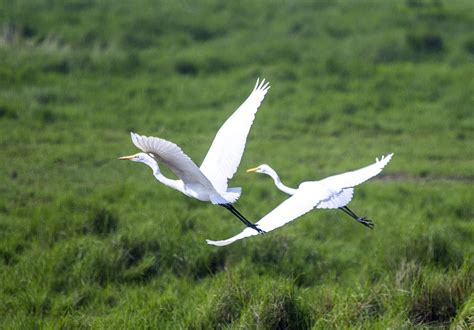 Прелетни птици в езеро Боян