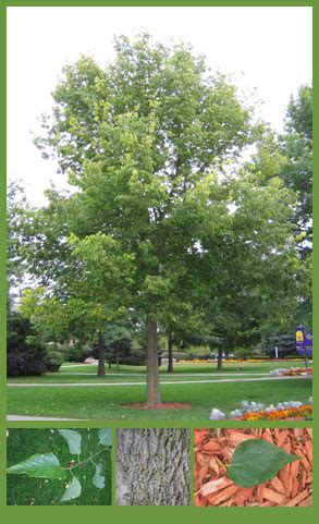 The Teaching Gardens