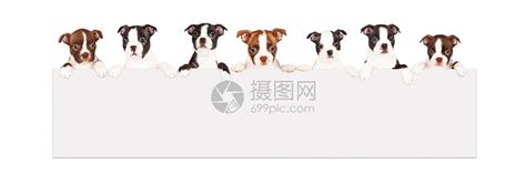 在白色背景上孤立无援的狗儿们高清图片下载 正版图片503038306 摄图网