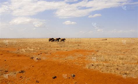 非洲大草原上的大象。野生自然真实