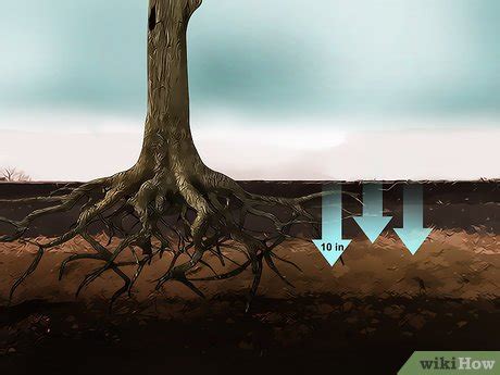 How To Water Trees With Pictures WikiHow