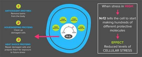 Jon Kekoa On Linkedin Nrf2 Is A Transcription Factor That Plays A Key